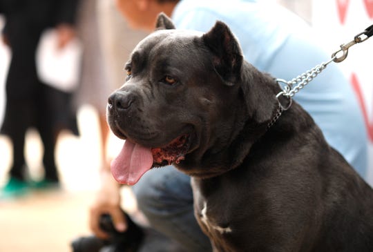 Tarantino and Google go to the Palm Dogs at Cannes Film Festival ...